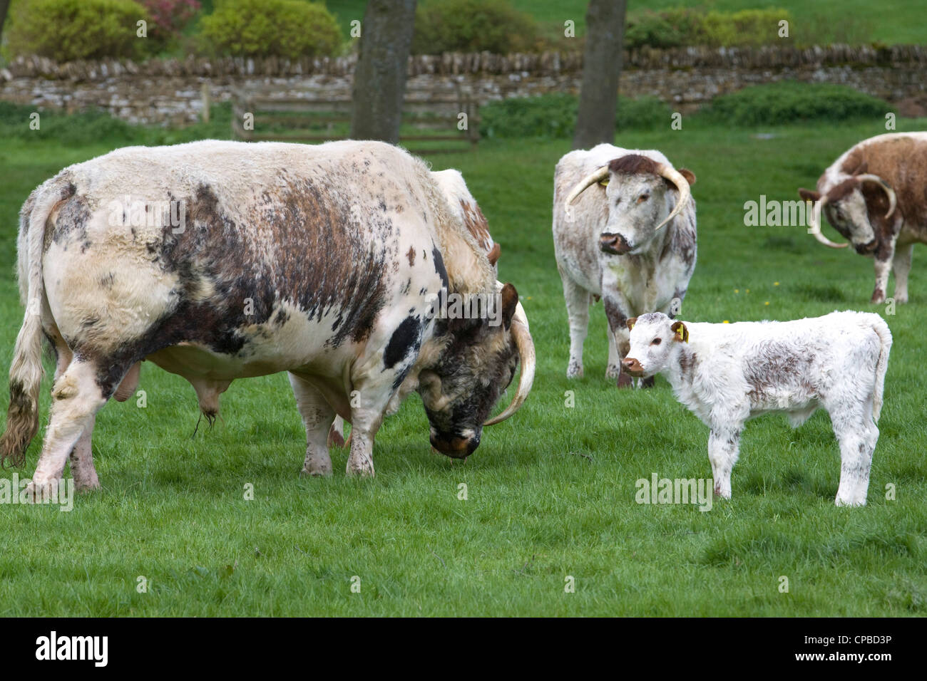 English Longhorn cattle in a green pasture in Rural England, Bos ...