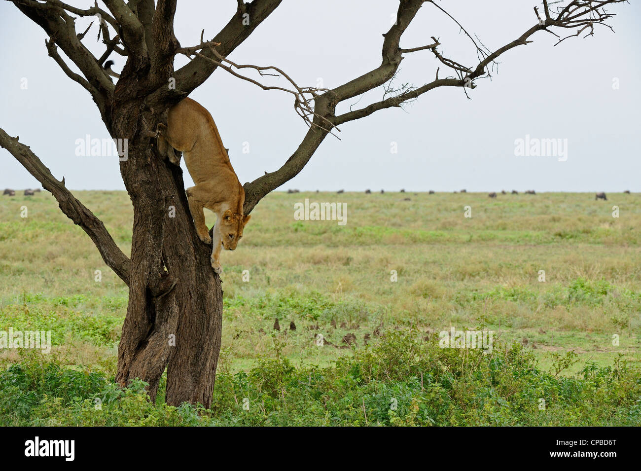 Lioness jumping down from a tree in Ndutu in Ngorongoro conservation ...