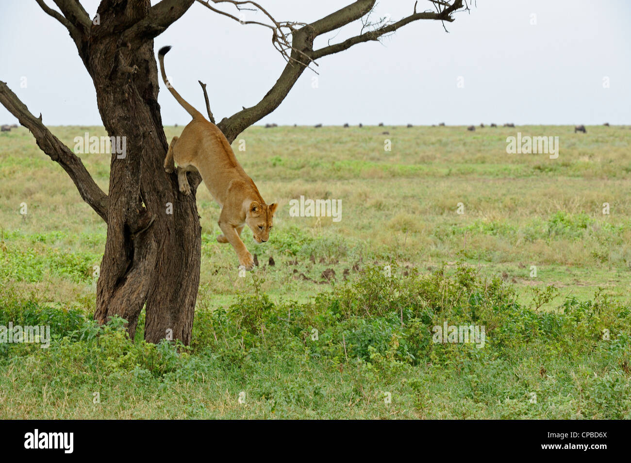 Lioness jumping down from a tree in Ndutu in Ngorongoro conservation ...