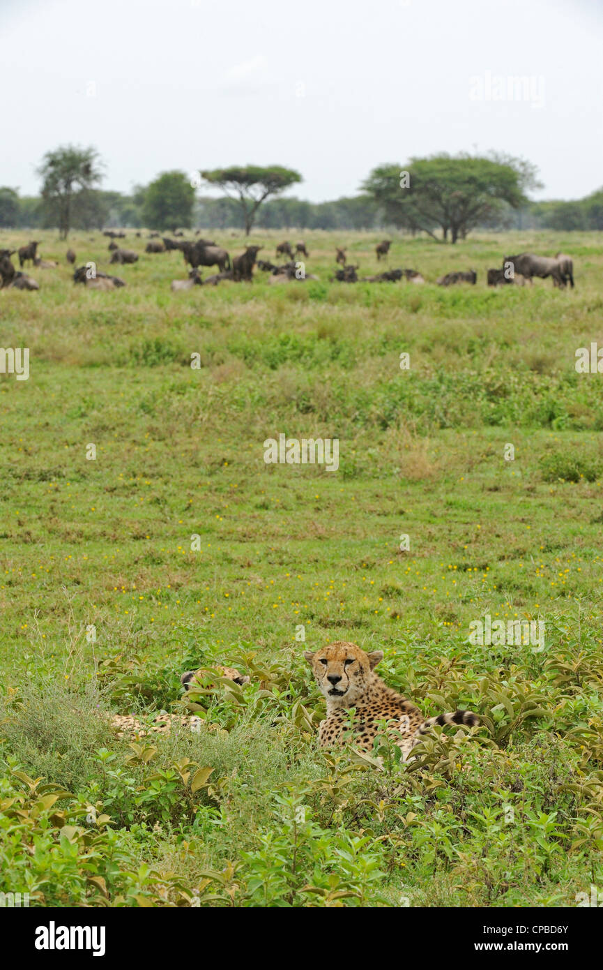 Cheetah in the grasslands of Ndutu in Ngorongoro conservation area in ...