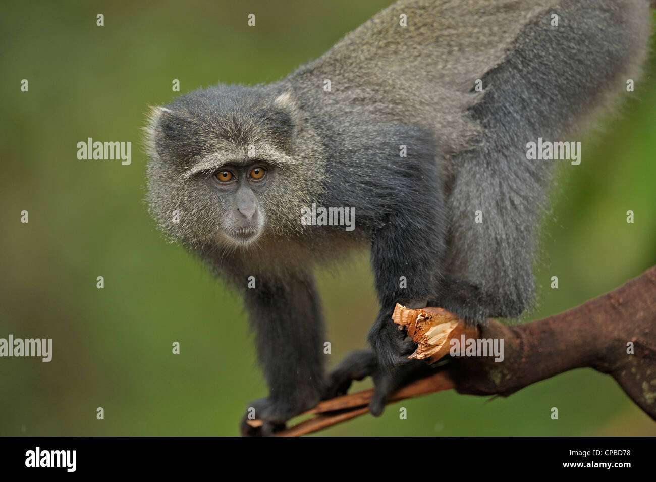 Blue monkey or diademed monkey (Cercopithecus mitis) in Lake Manyara ...