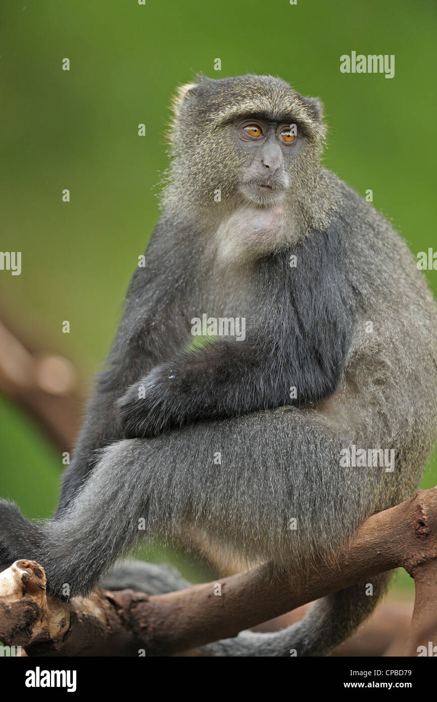 Blue monkey or diademed monkey (Cercopithecus mitis) in Lake Manyara ...