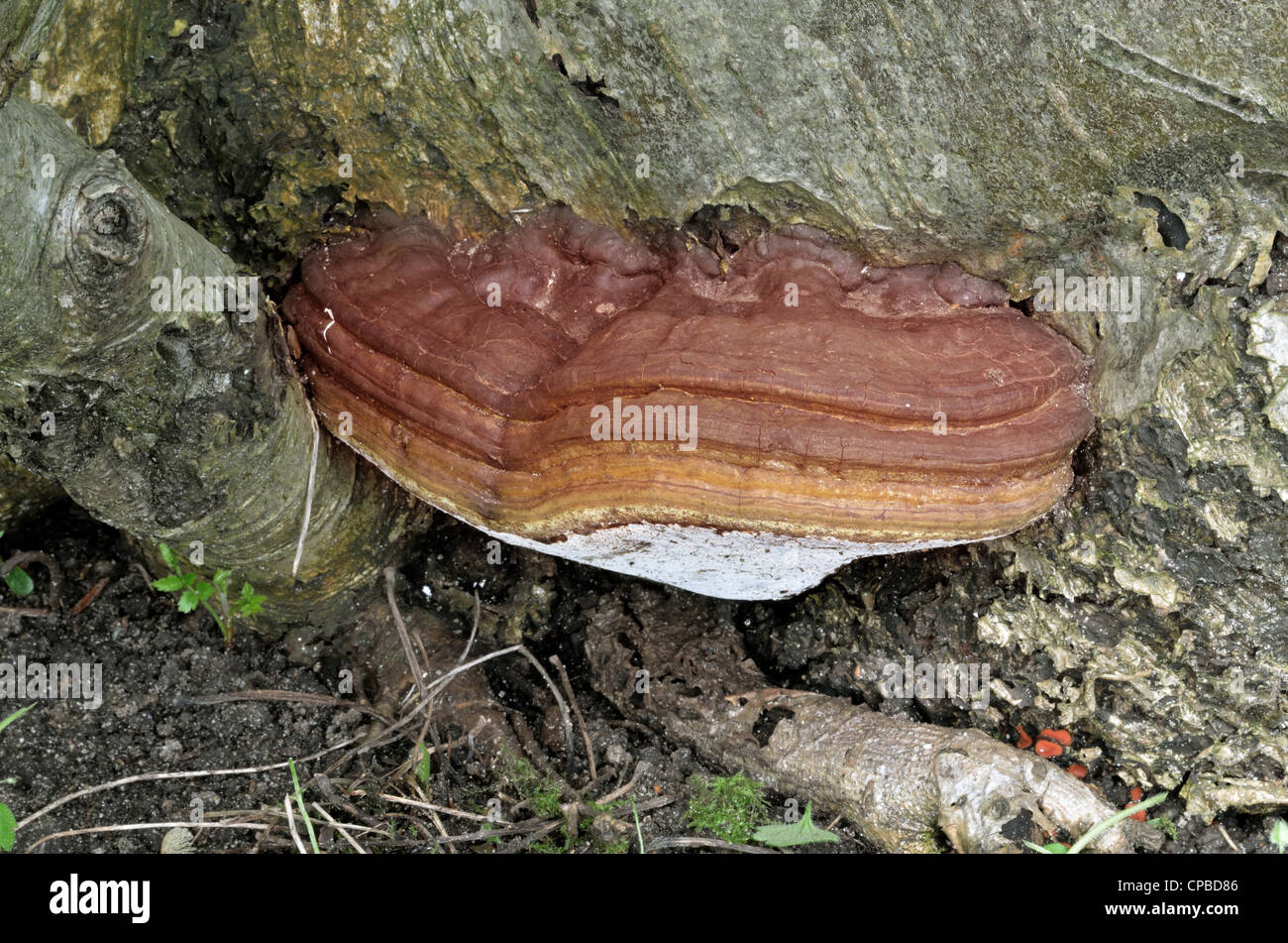 Imposing Artists Fungus growing at the foot of a tree Stock Photo - Alamy