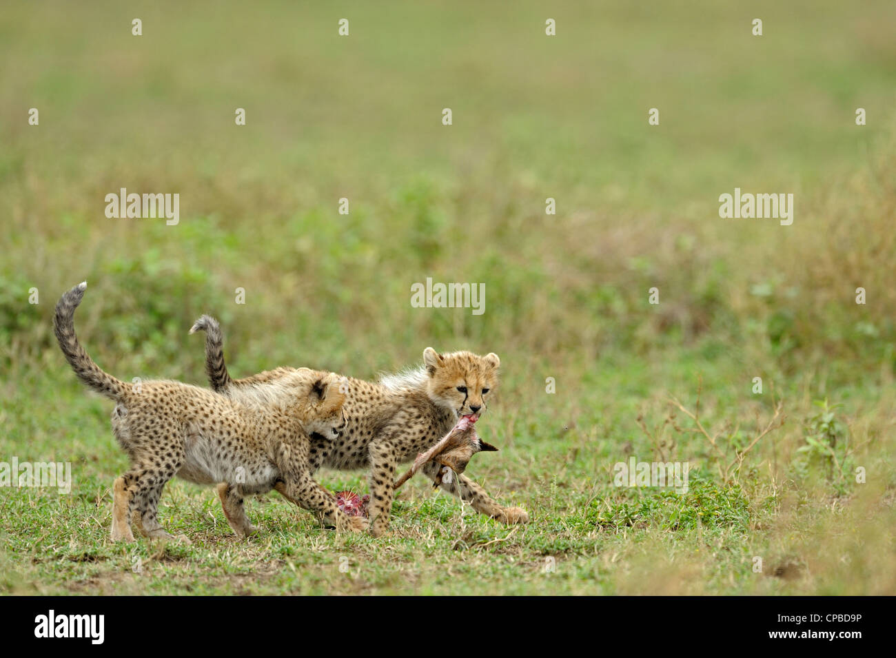 Playful cheetah cubs in the grasslands of Ndutu in Ngorongoro ...