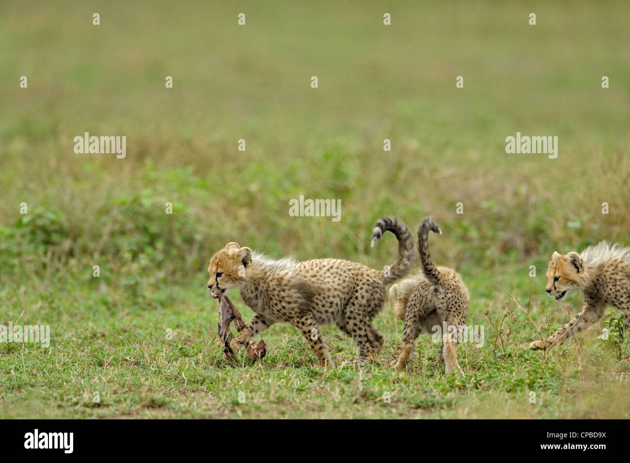 Playful cheetah cubs in the grasslands of Ndutu in Ngorongoro ...