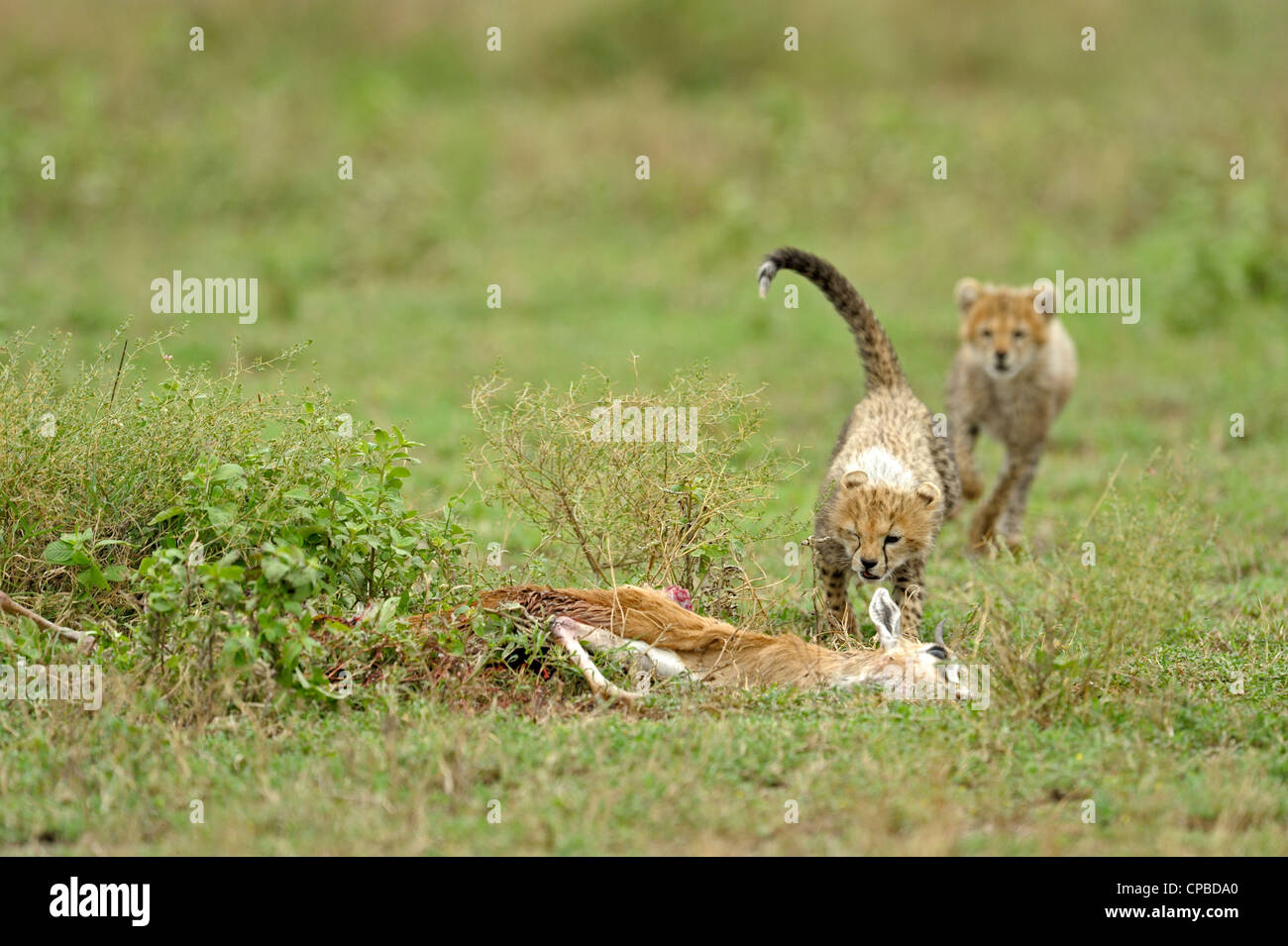 Playful cheetah cubs in the grasslands of Ndutu in Ngorongoro ...