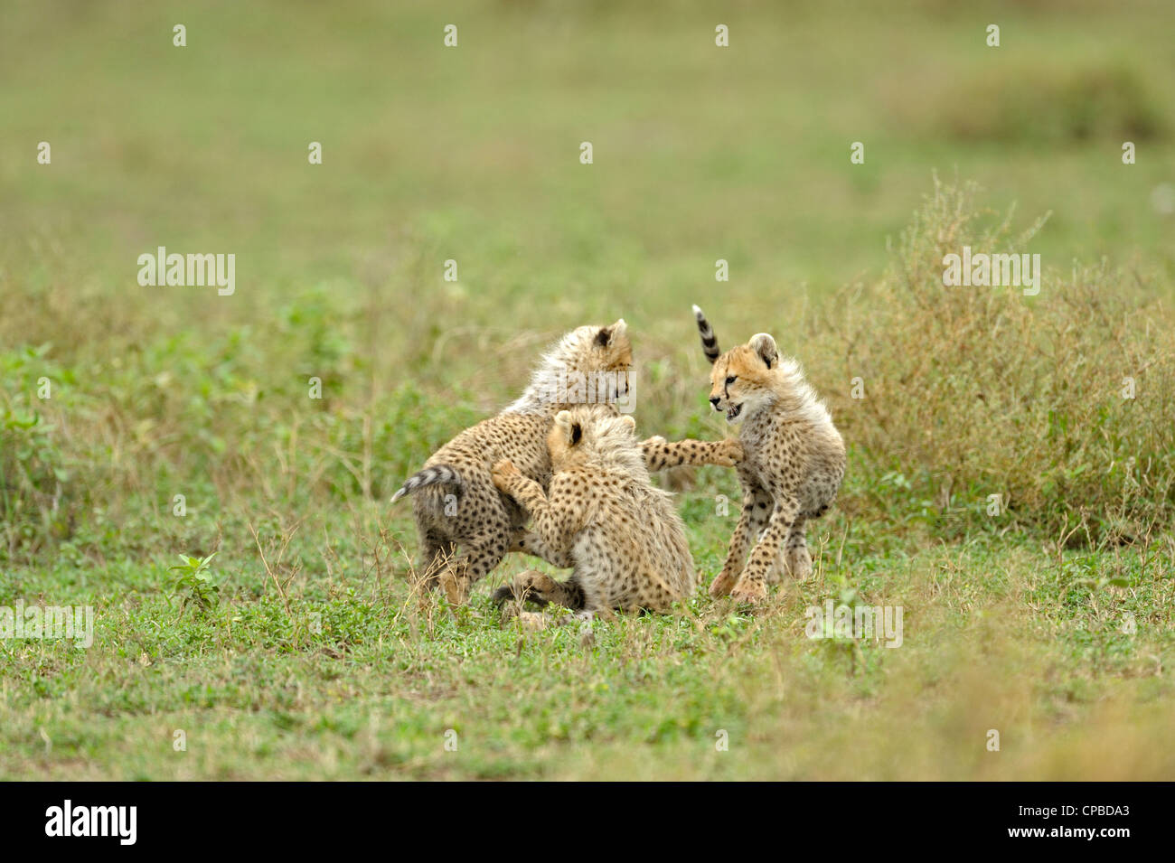 Playful cheetah cubs in the grasslands of Ndutu in Ngorongoro ...