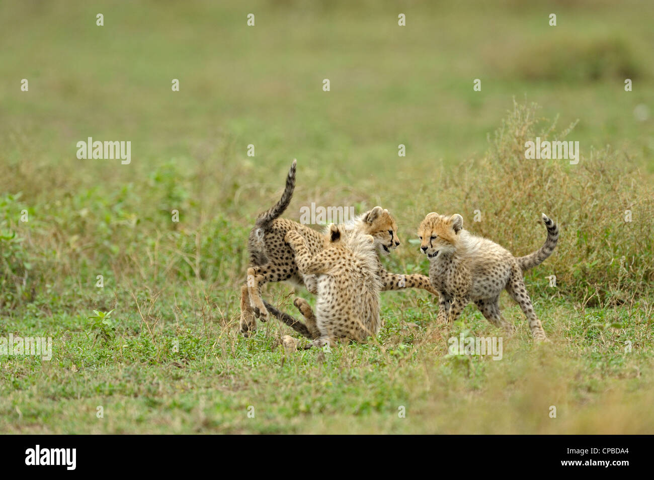 Playful cheetah cubs in the grasslands of Ndutu in Ngorongoro ...