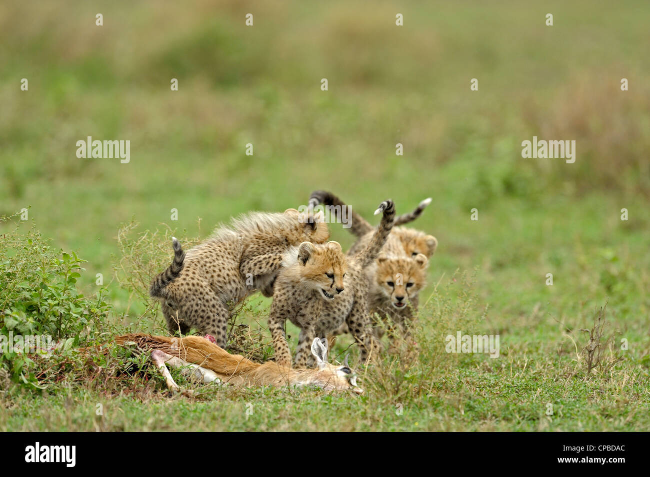 Playful cheetah cubs in the grasslands of Ndutu in Ngorongoro ...