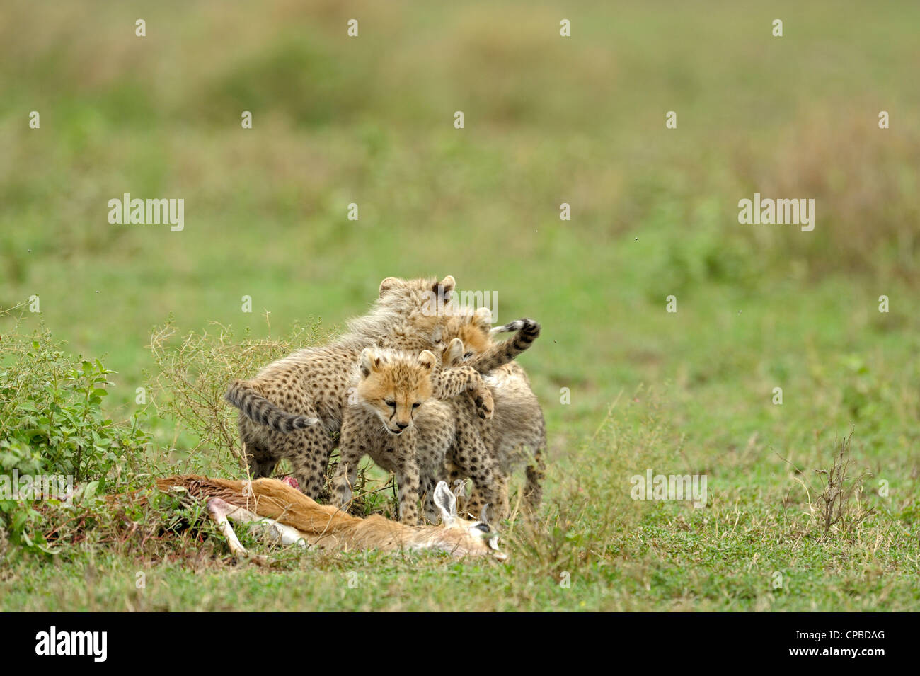 Playful cheetah cubs in the grasslands of Ndutu in Ngorongoro ...