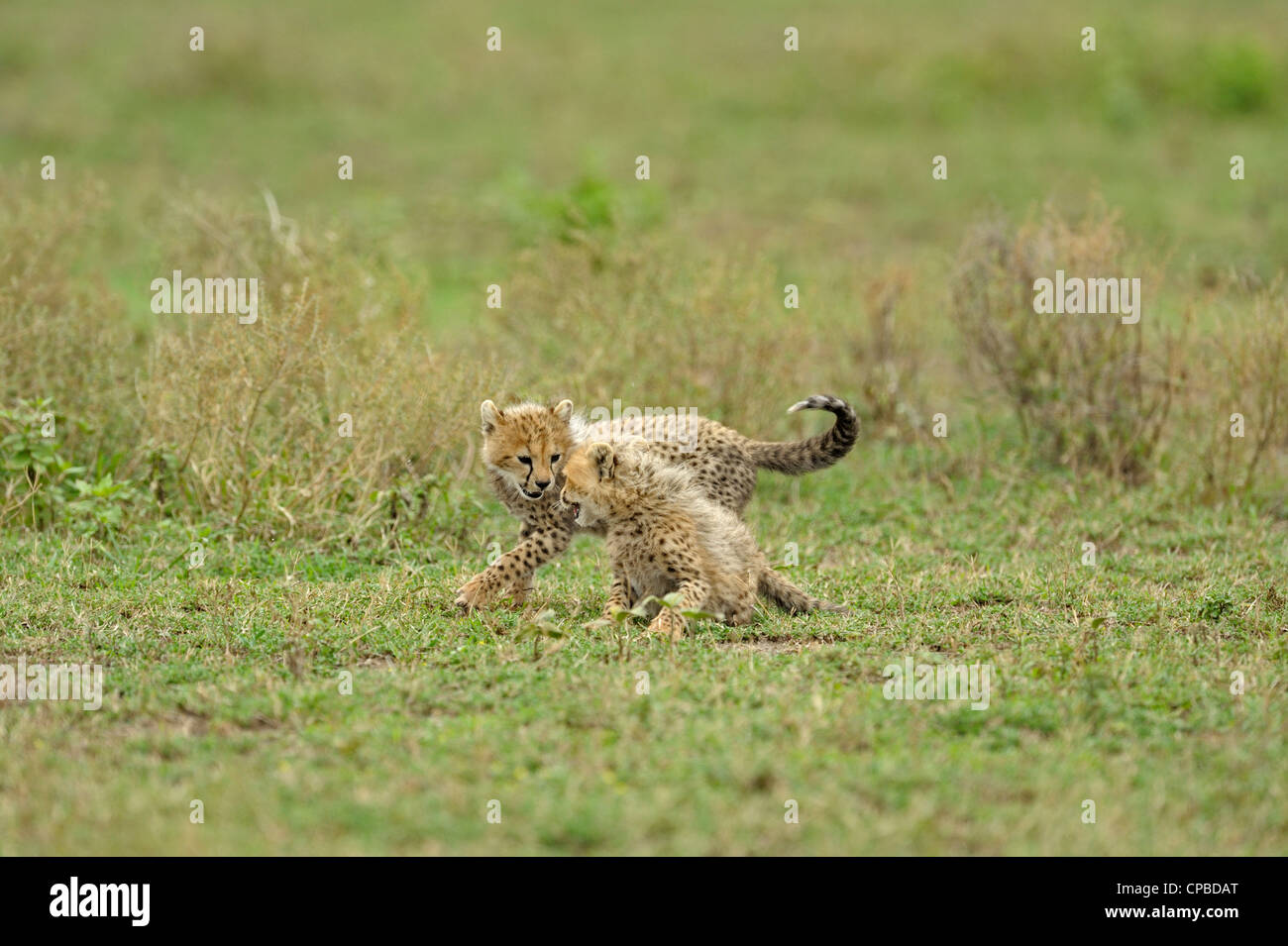 Playful cheetah cubs in the grasslands of Ndutu in Ngorongoro ...