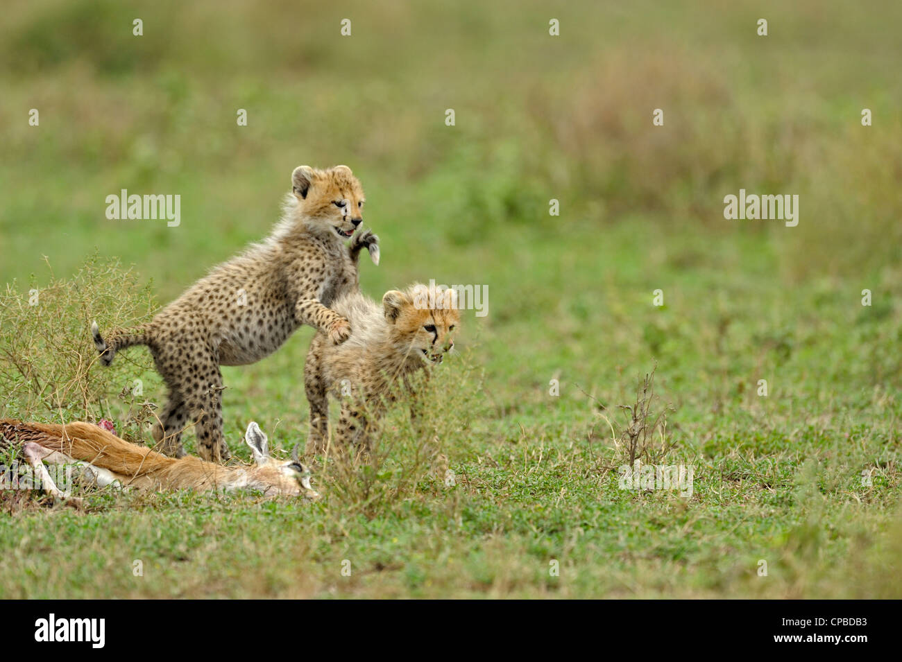 Playful cheetah cubs in the grasslands of Ndutu in Ngorongoro ...