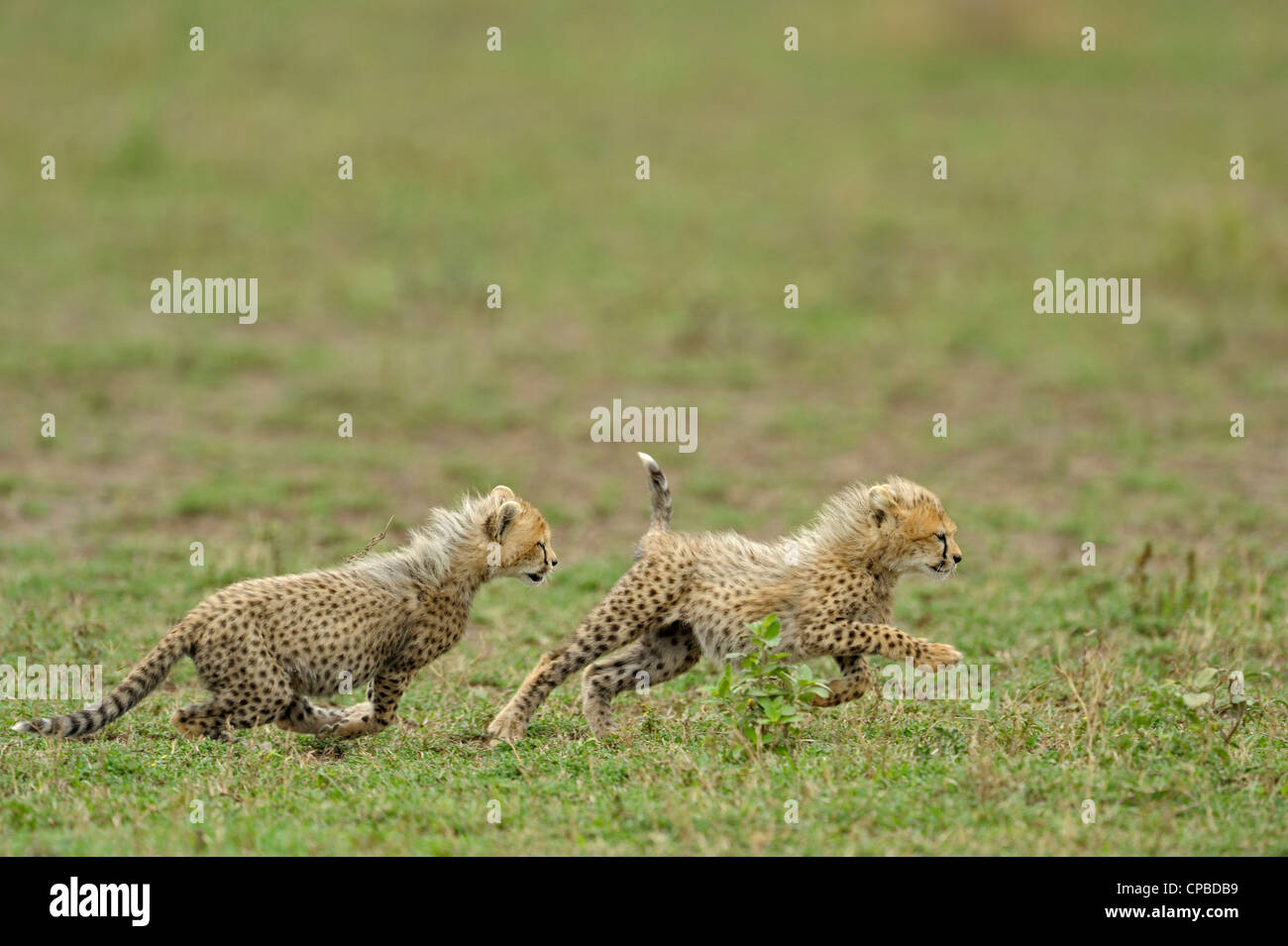 Playful cheetah cubs in the grasslands of Ndutu in Ngorongoro ...