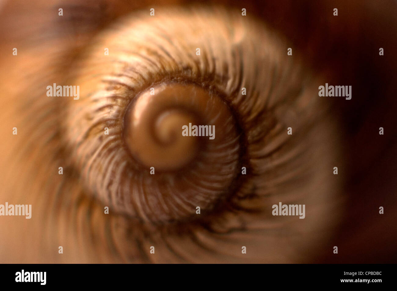 Abstract Snail High Resolution Stock Photography and Images - Alamy