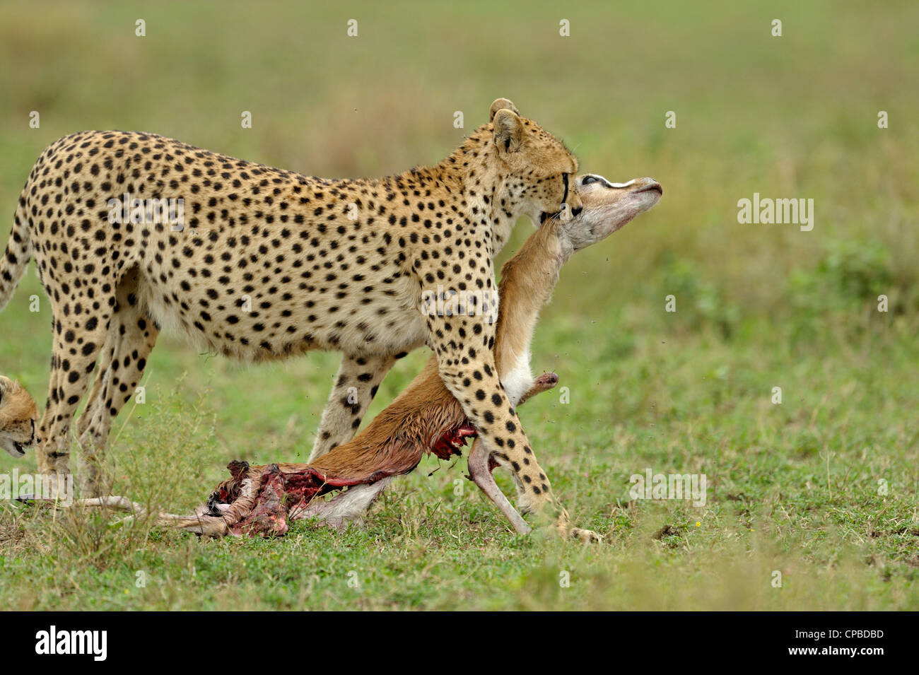 Cheetah family with a kill in the grasslands of Ndutu in Ngorongoro ...