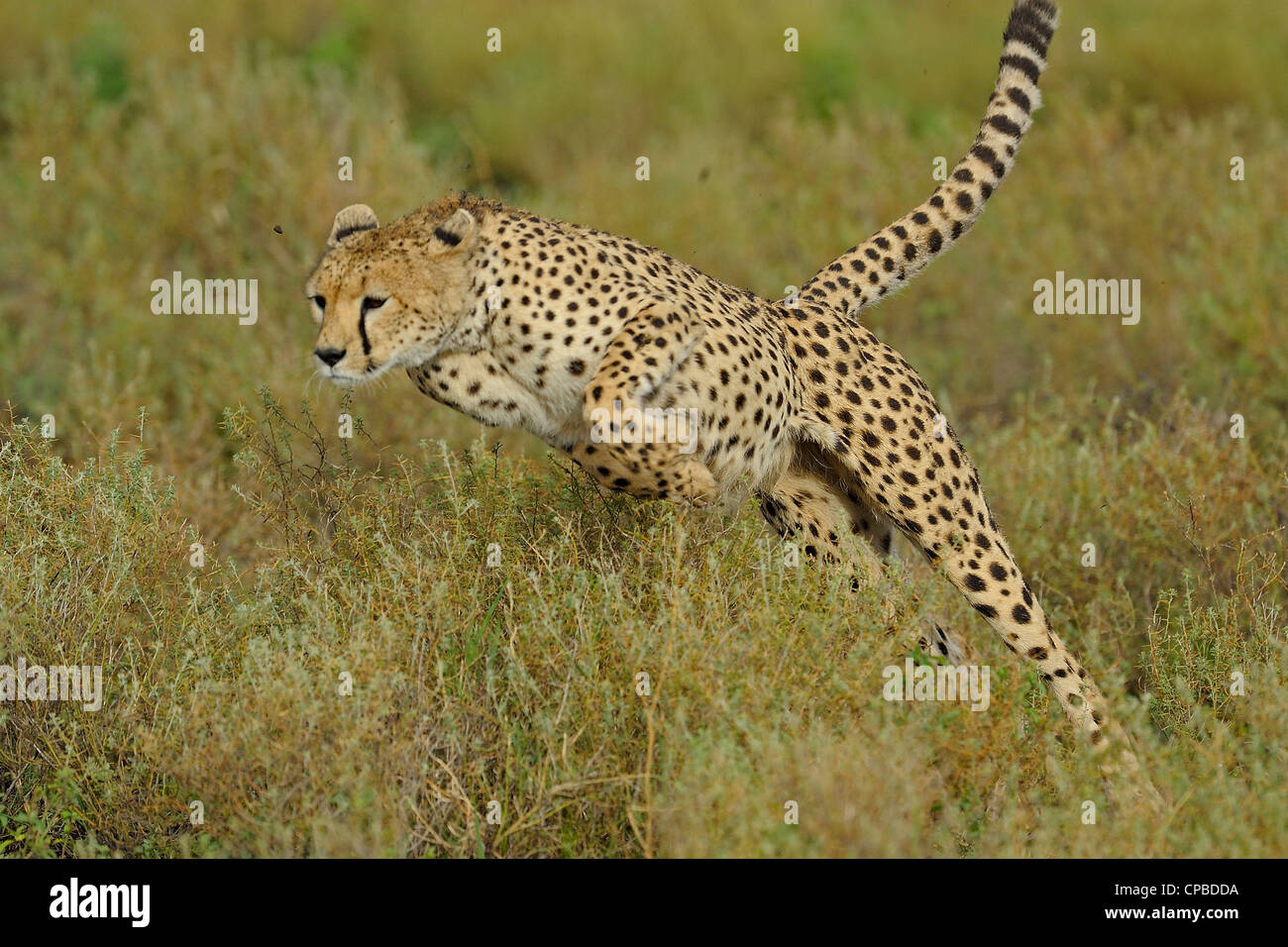 Charging Cheetah in the grasslands of Ndutu in Ngorongoro conservation ...