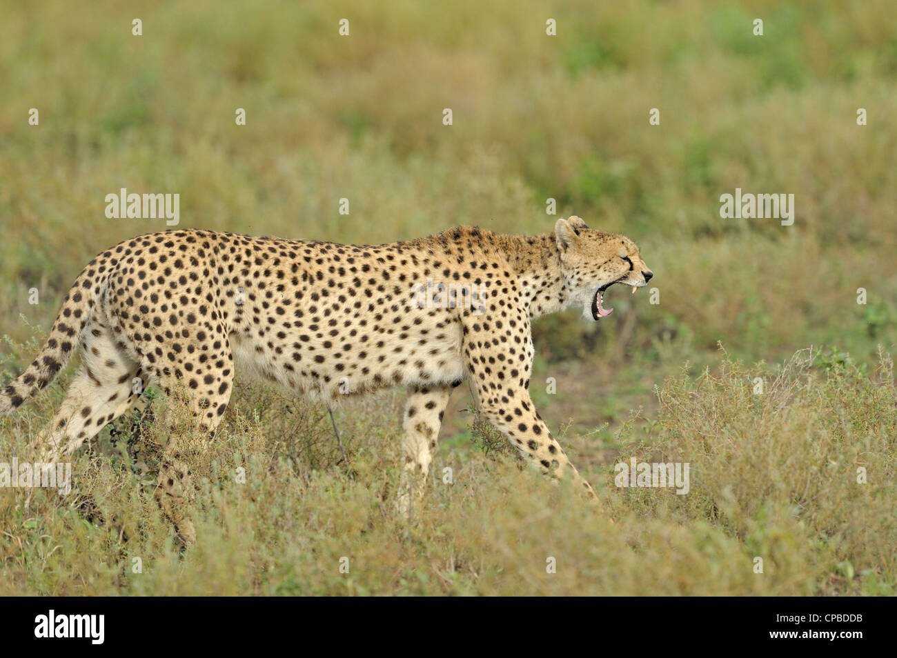 Cheetah in the grasslands of Ndutu in Ngorongoro conservation area in ...