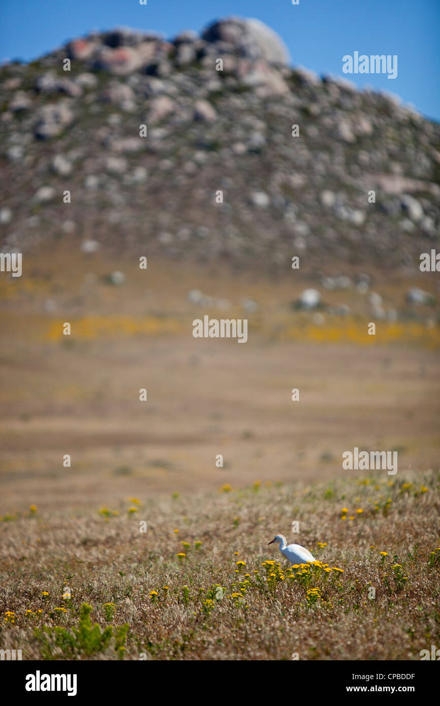 A white crane eating in a field of spring flowers at the west coast ...