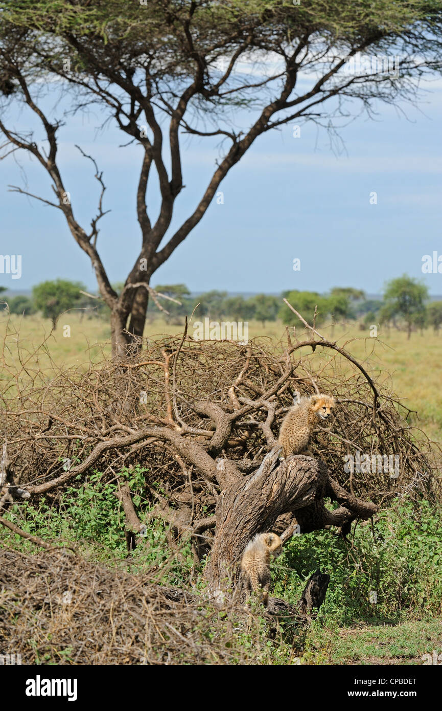 Cheetah cubs in a tree hi-res stock photography and images - Alamy