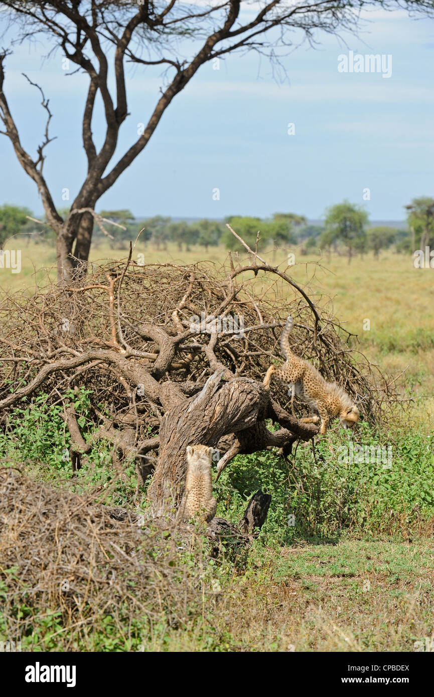 Young Cheetah cubs playing on top of a fallen tree in Ndutu, Tanzania ...