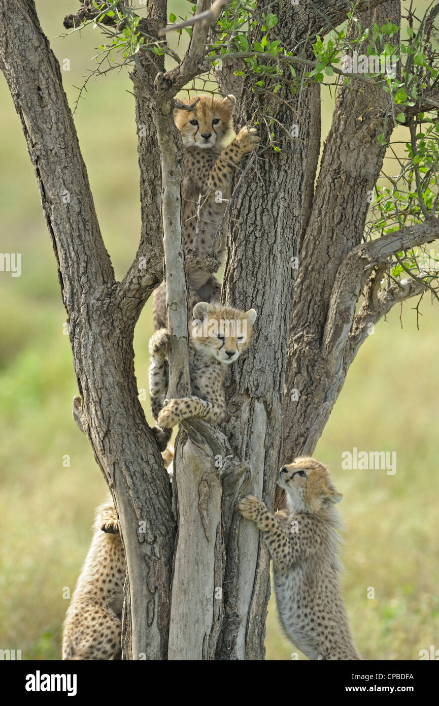 Cheetah cubs climbing tree hi-res stock photography and images - Alamy