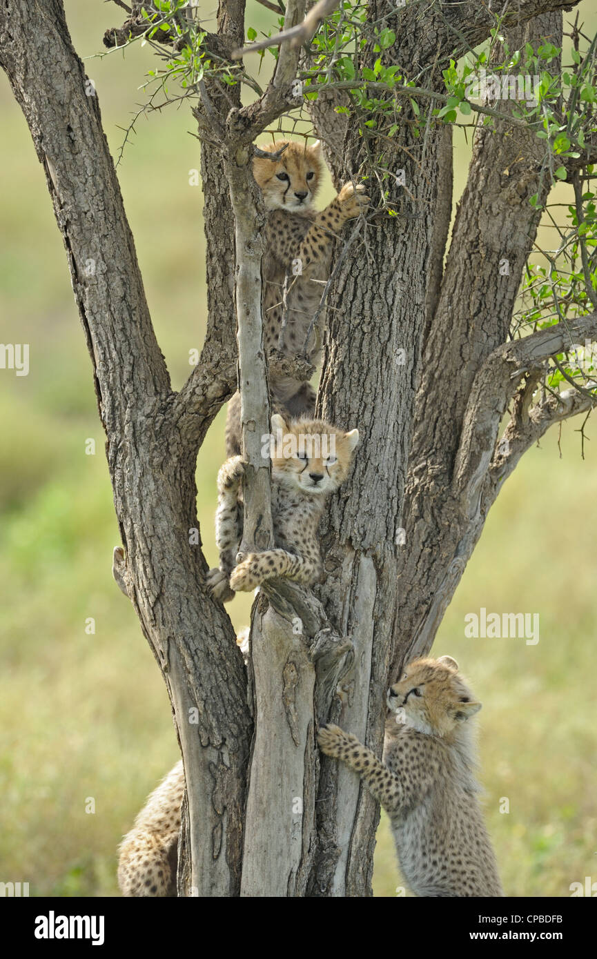 Cheetah cubs in on a tree trunk in the grasslands of Ndutu in ...