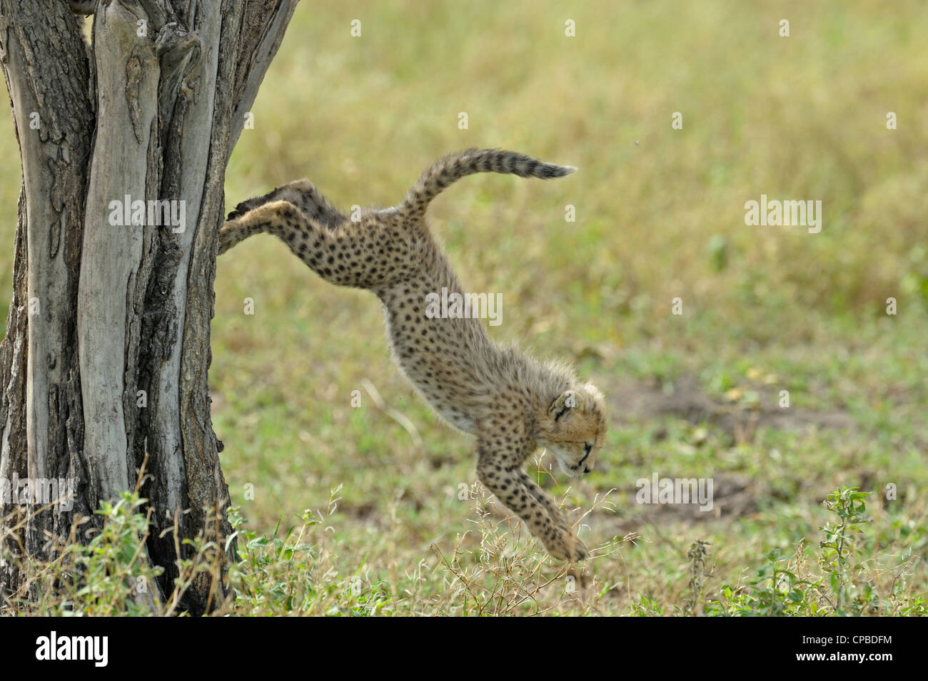 Cheetah cubs climbing tree hi-res stock photography and images - Alamy
