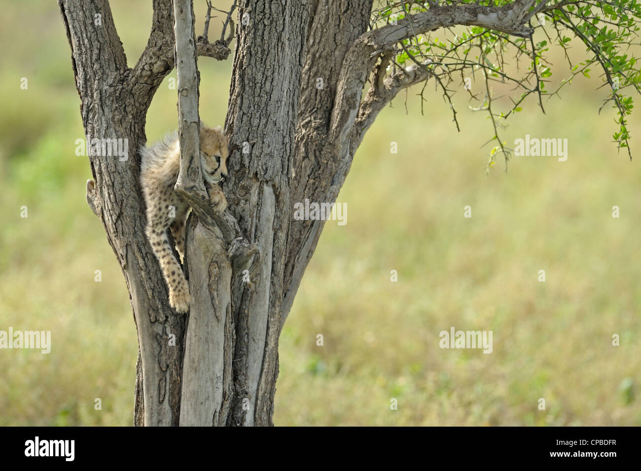Cheetah cubs in on a tree trunk in the grasslands of Ndutu in ...