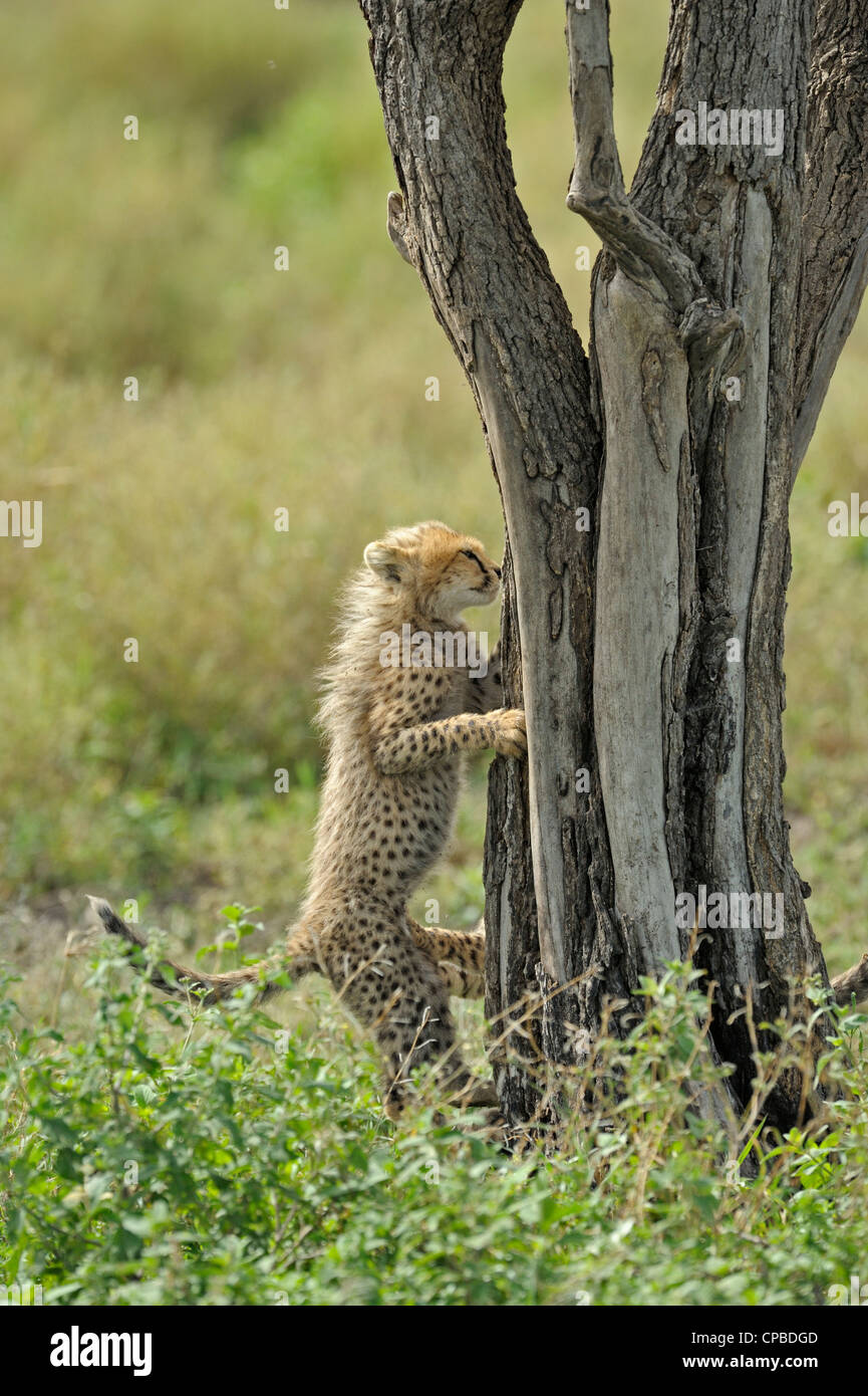 Cheetah cubs climbing tree hi-res stock photography and images - Alamy