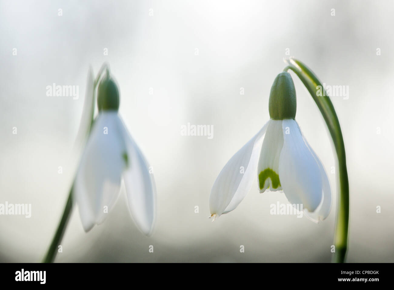 Close-up from a snowdrop with back light Stock Photo - Alamy