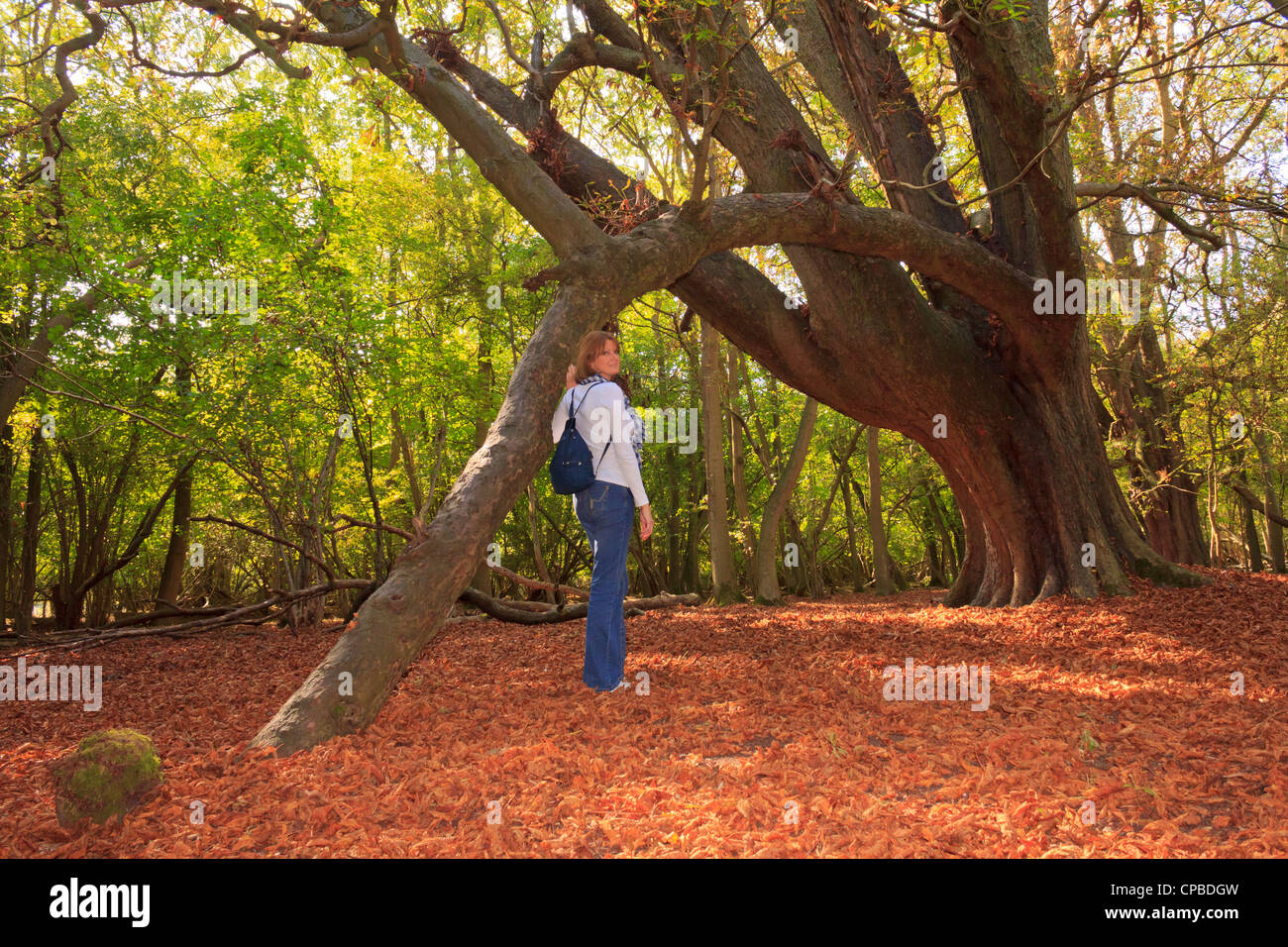 Rambler tree hi-res stock photography and images - Alamy