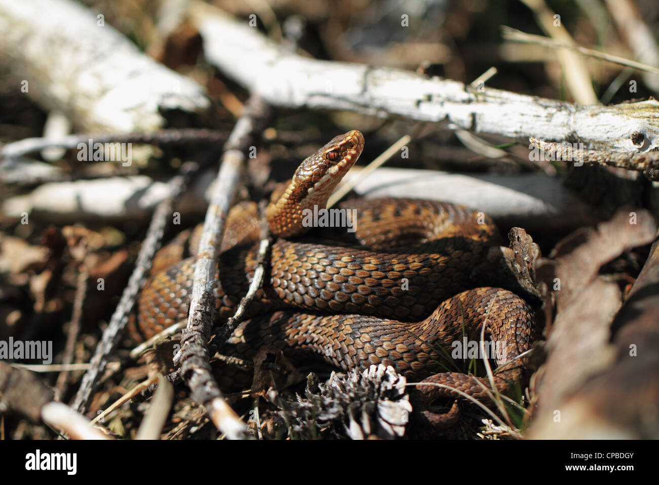 Viperinae hi-res stock photography and images - Alamy