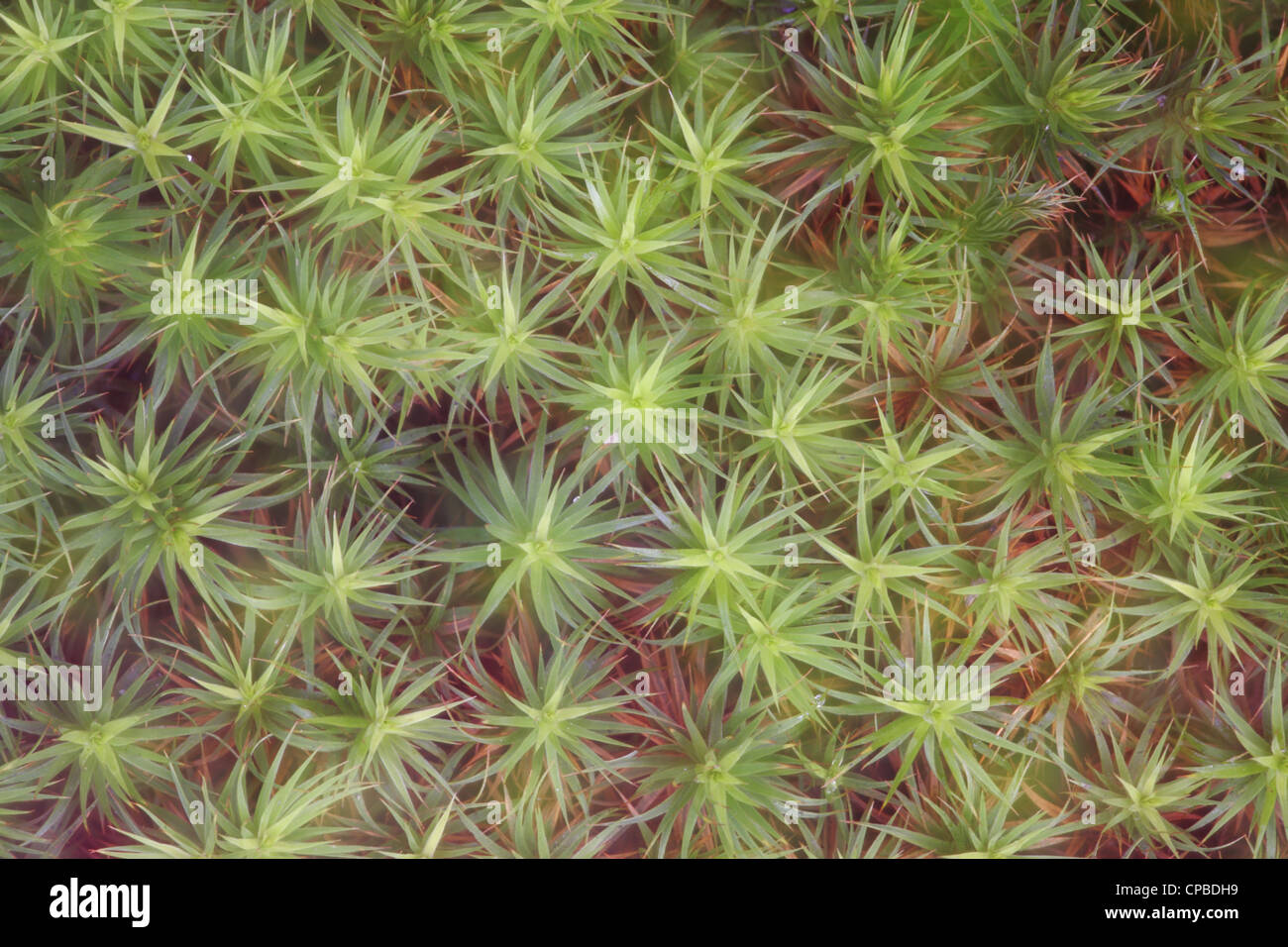 Common haircap moss polytrichum commune hi-res stock photography and ...