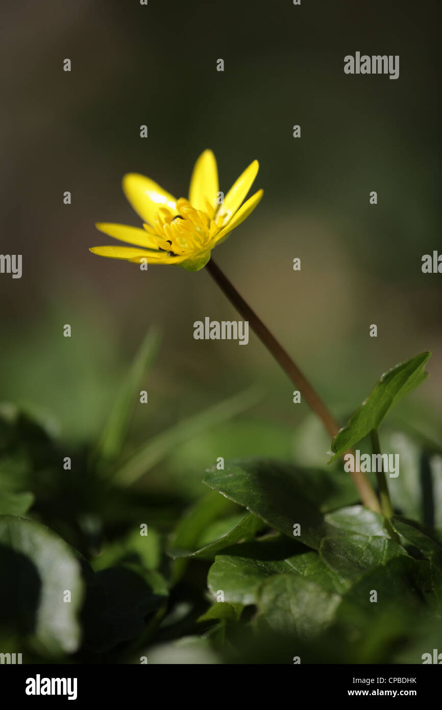 Ranunculus lesser celandine celandines hi-res stock photography and ...