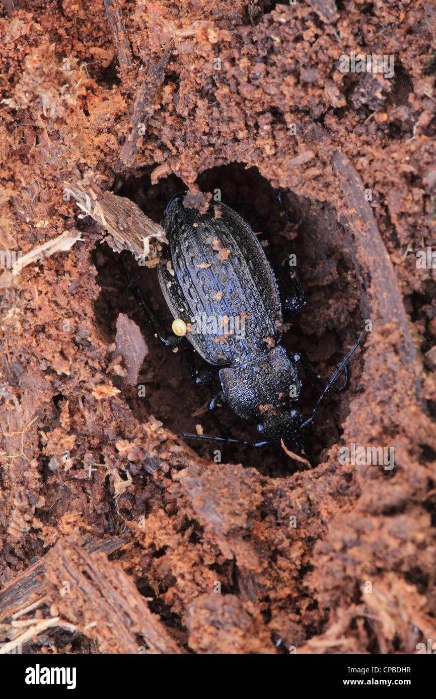Carabus granulatus - a ground beetle species hibernating Stock Photo ...