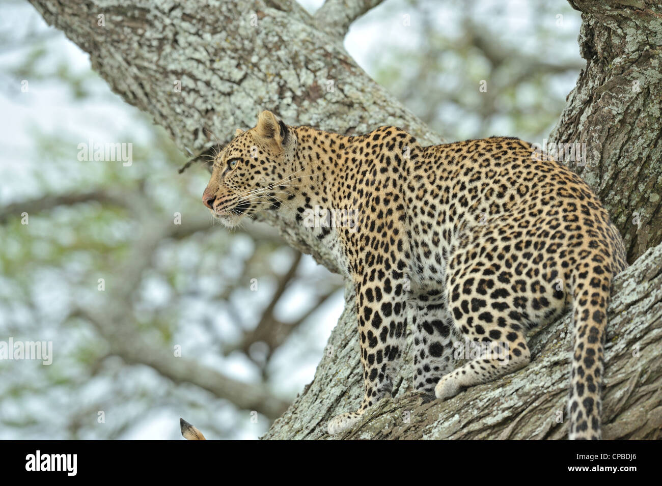 African Leopard (Panthera pardus pardus) on a tree in Ndutu, Ngorongoro ...
