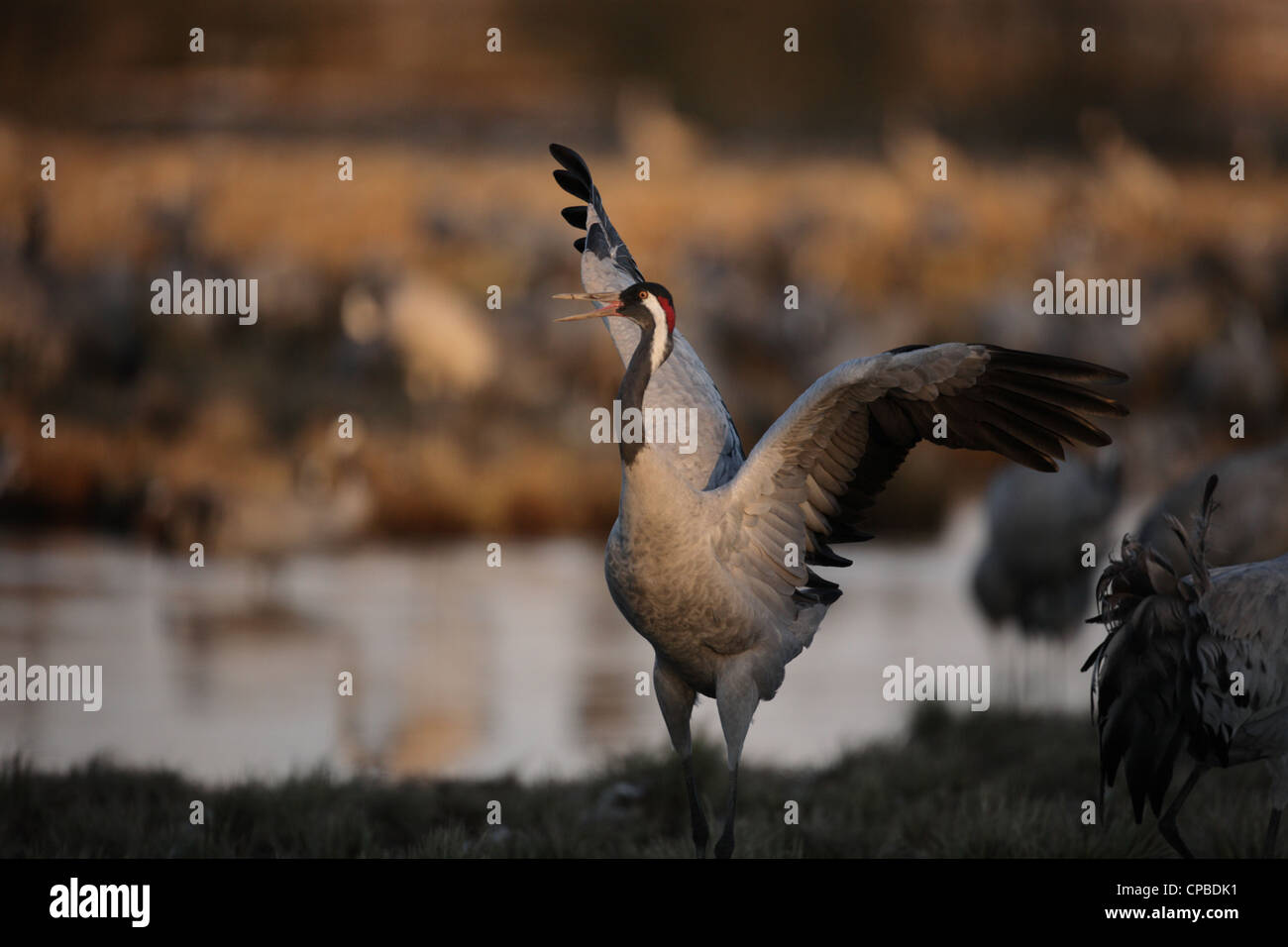 Common crane hi-res stock photography and images - Alamy