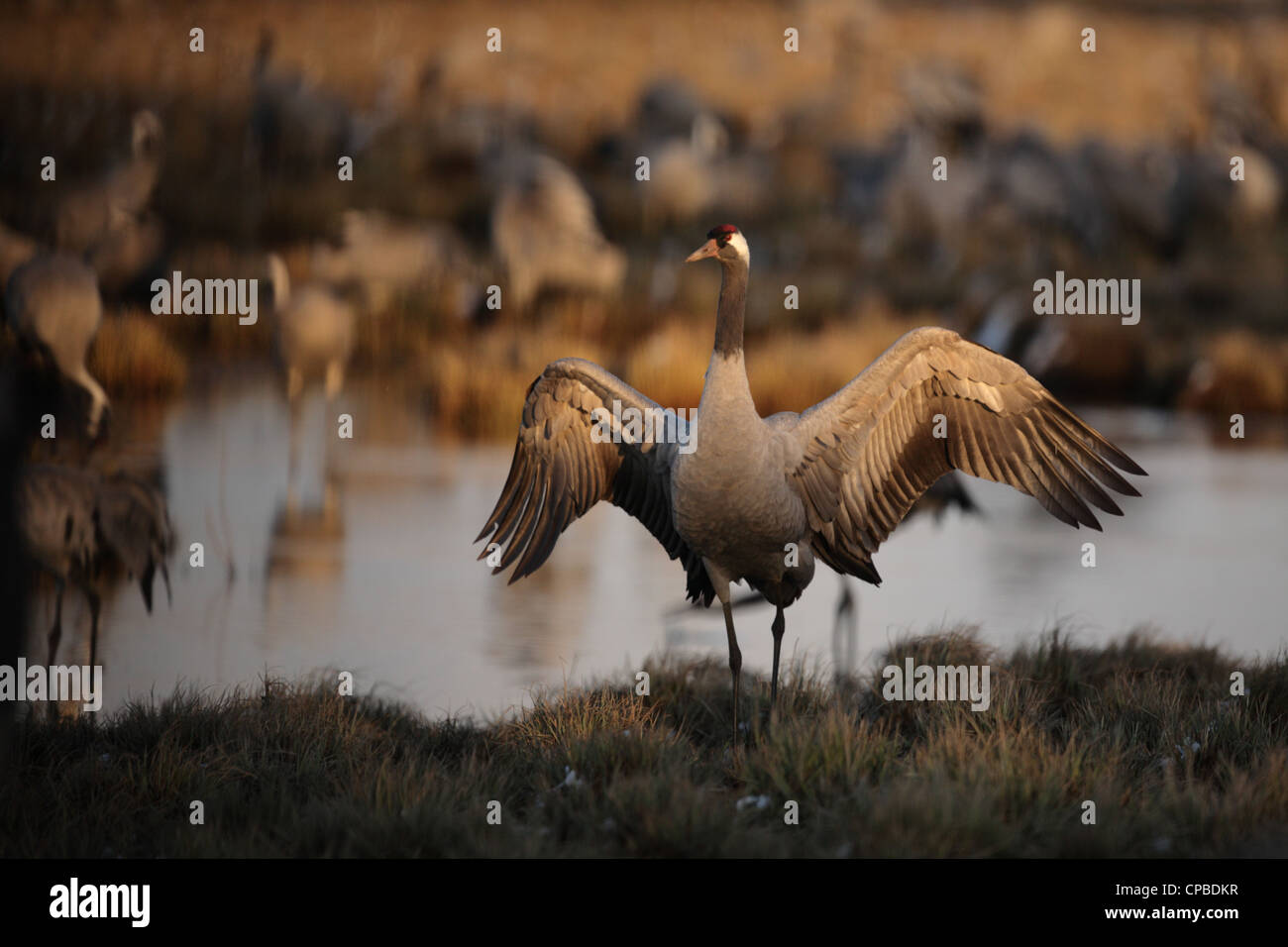 Common Crane stretching it´s wings in the low evening sun Stock Photo ...