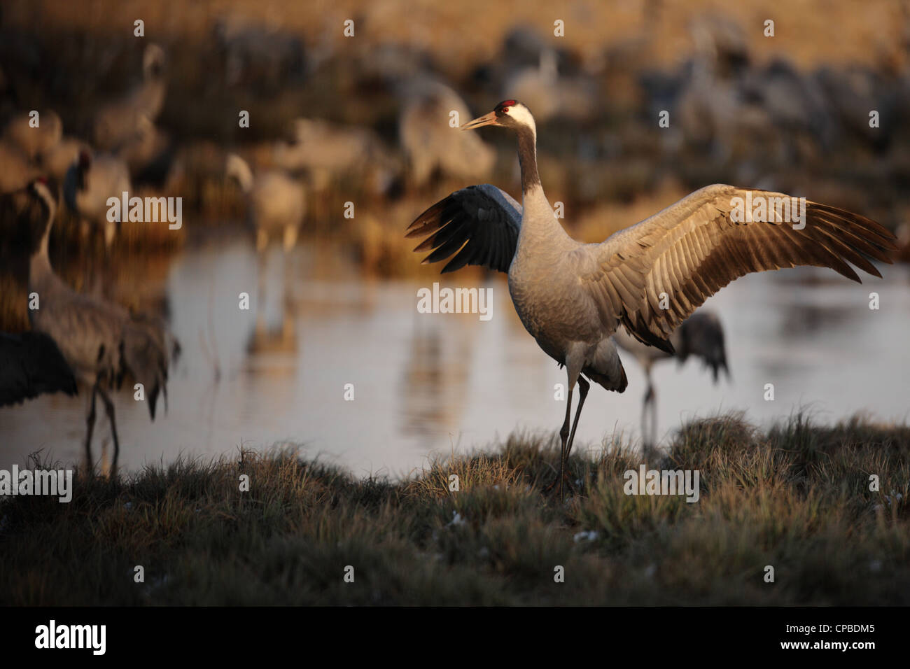 Common or european crane hi-res stock photography and images - Alamy