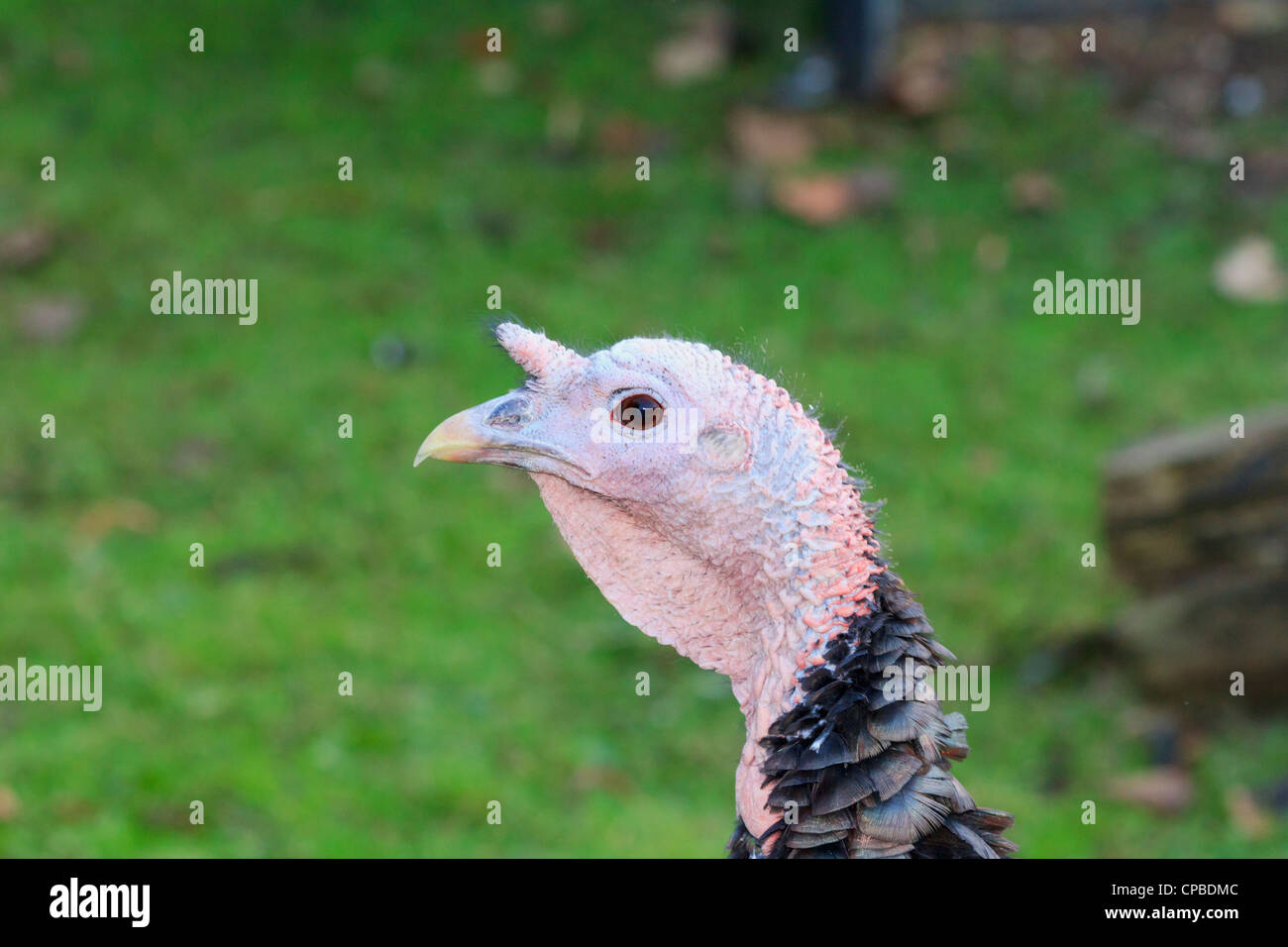Side view of a turkeys head Stock Photo - Alamy