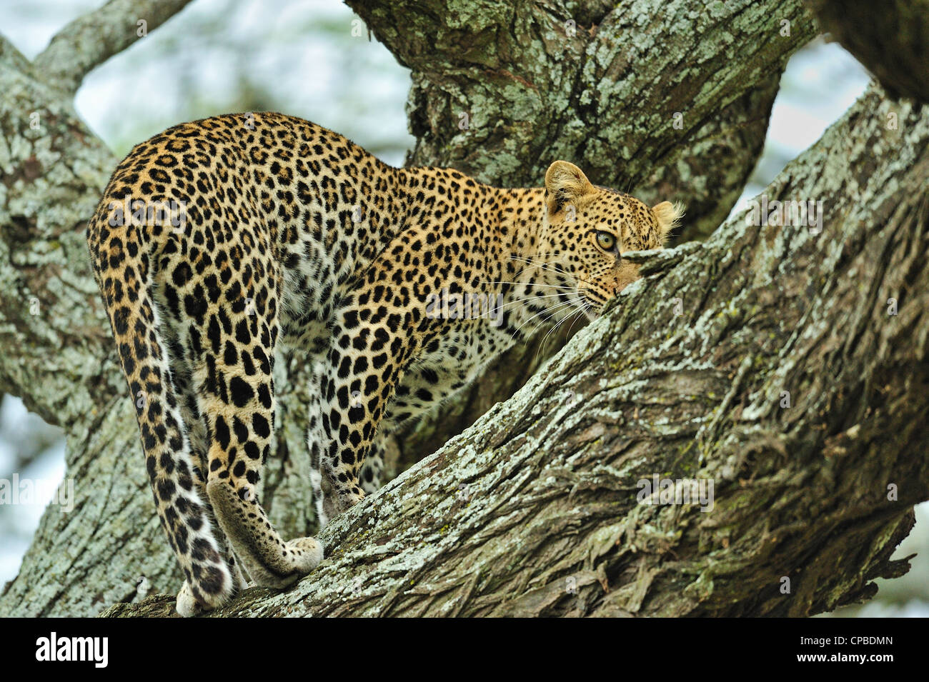 African Leopard (Panthera pardus pardus) on a tree in Ndutu, Ngorongoro ...