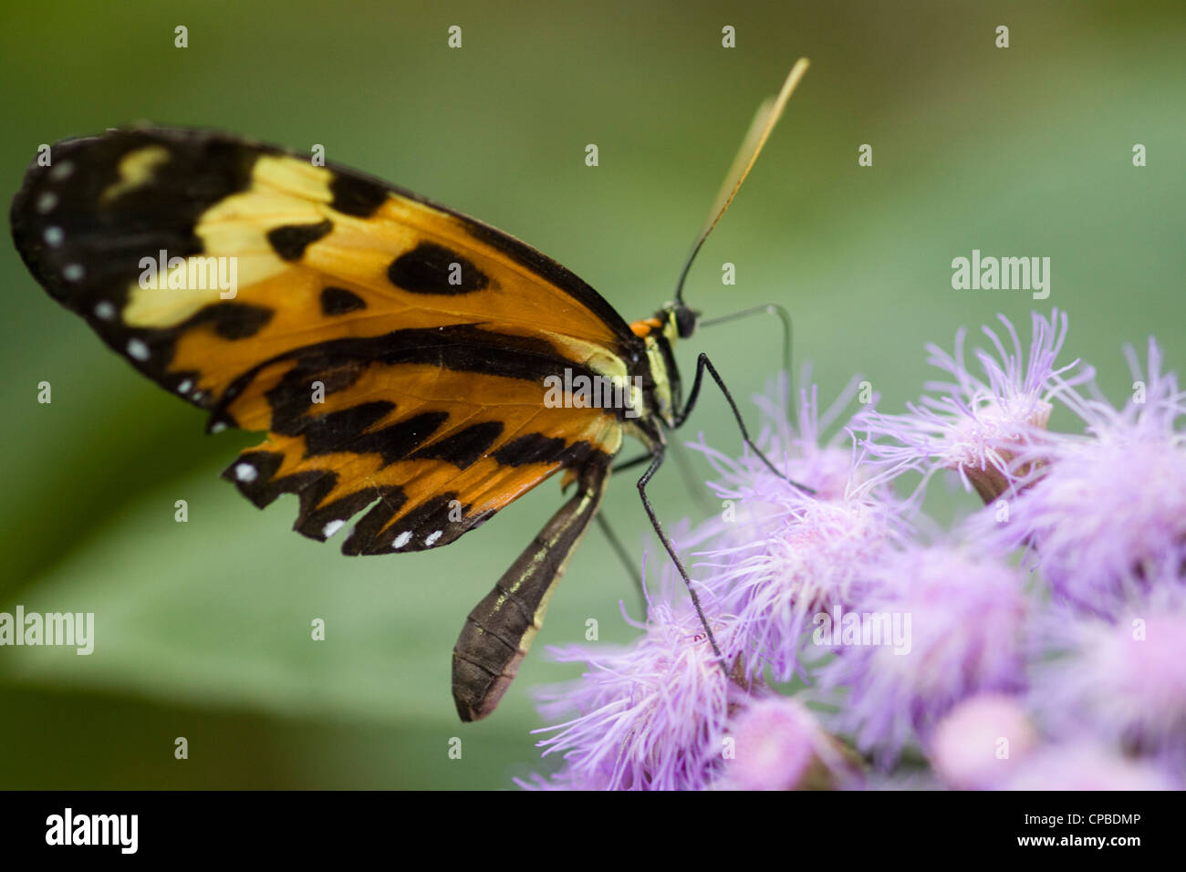 Monarch butterfly Danaus plexippus milkweed butterfly Stock Photo - Alamy