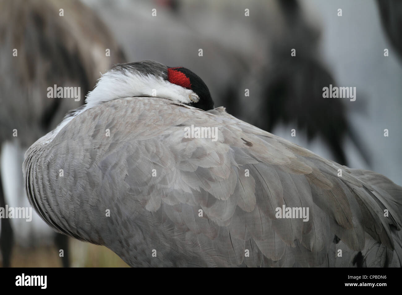 Sleeping crane hi-res stock photography and images - Alamy