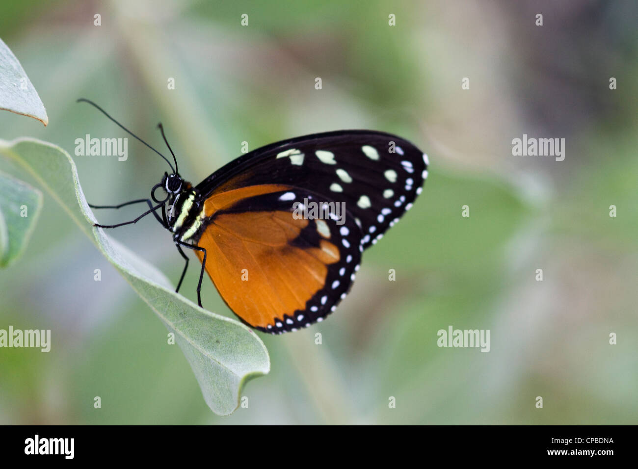 Monarch butterfly Danaus plexippus milkweed butterfly Stock Photo - Alamy