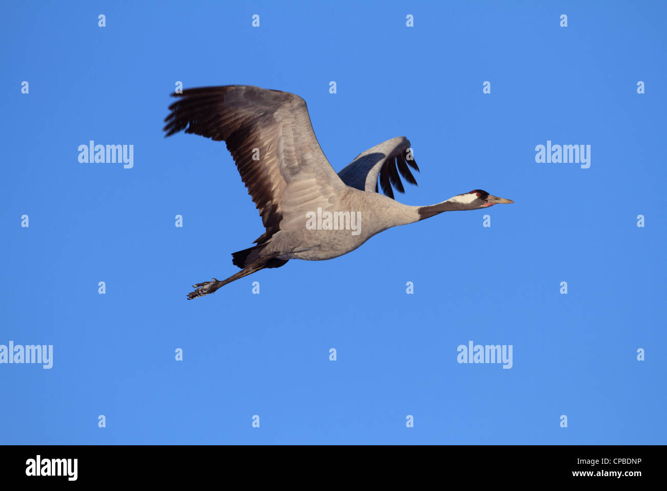 Common Crane (Grus grus) in flight Stock Photo - Alamy