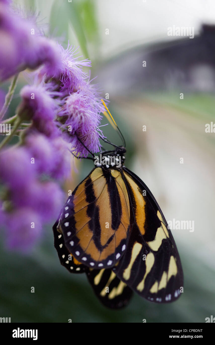 Monarch butterfly Danaus plexippus milkweed butterfly Stock Photo - Alamy