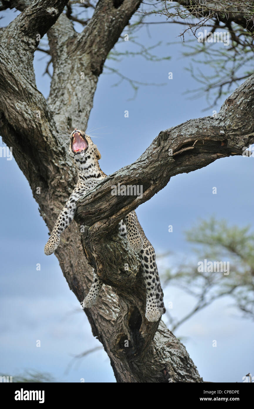 African Leopard (Panthera pardus pardus) on a tree in Ndutu, Ngorongoro ...
