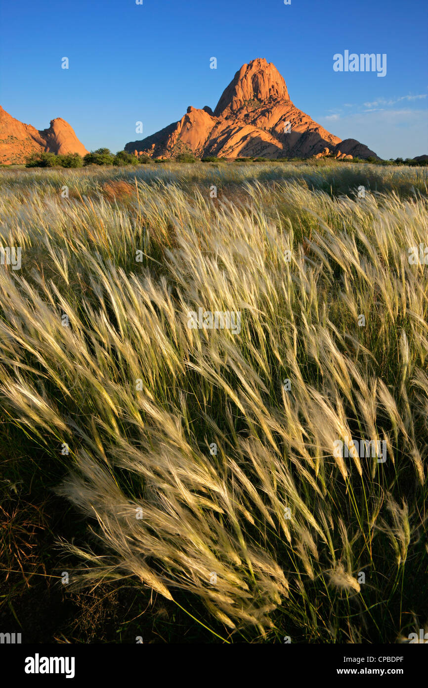 Landscape with waving grasses after a good rainy season, Spitzkoppe ...