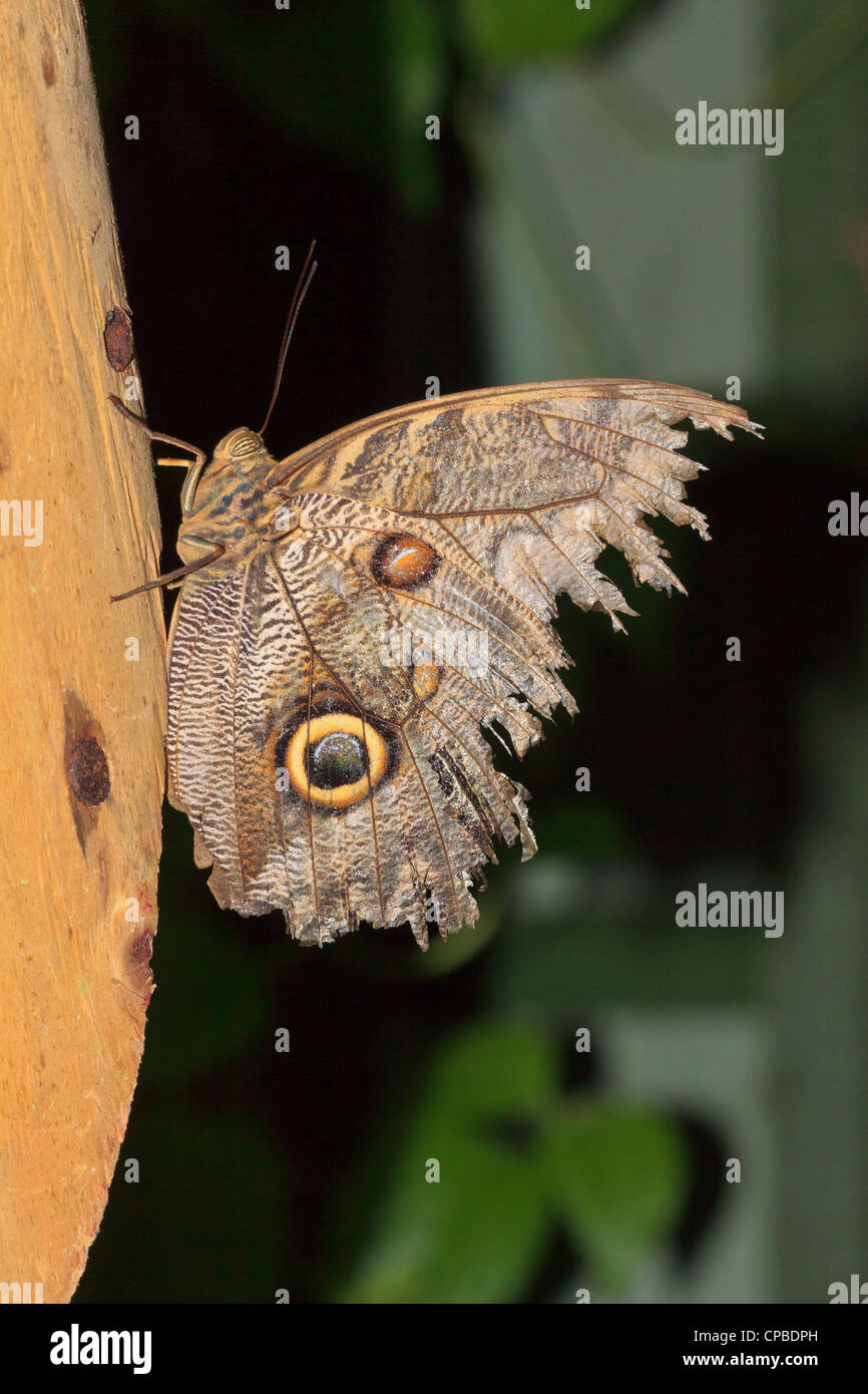 Side view of a patterned butterfly Stock Photo - Alamy