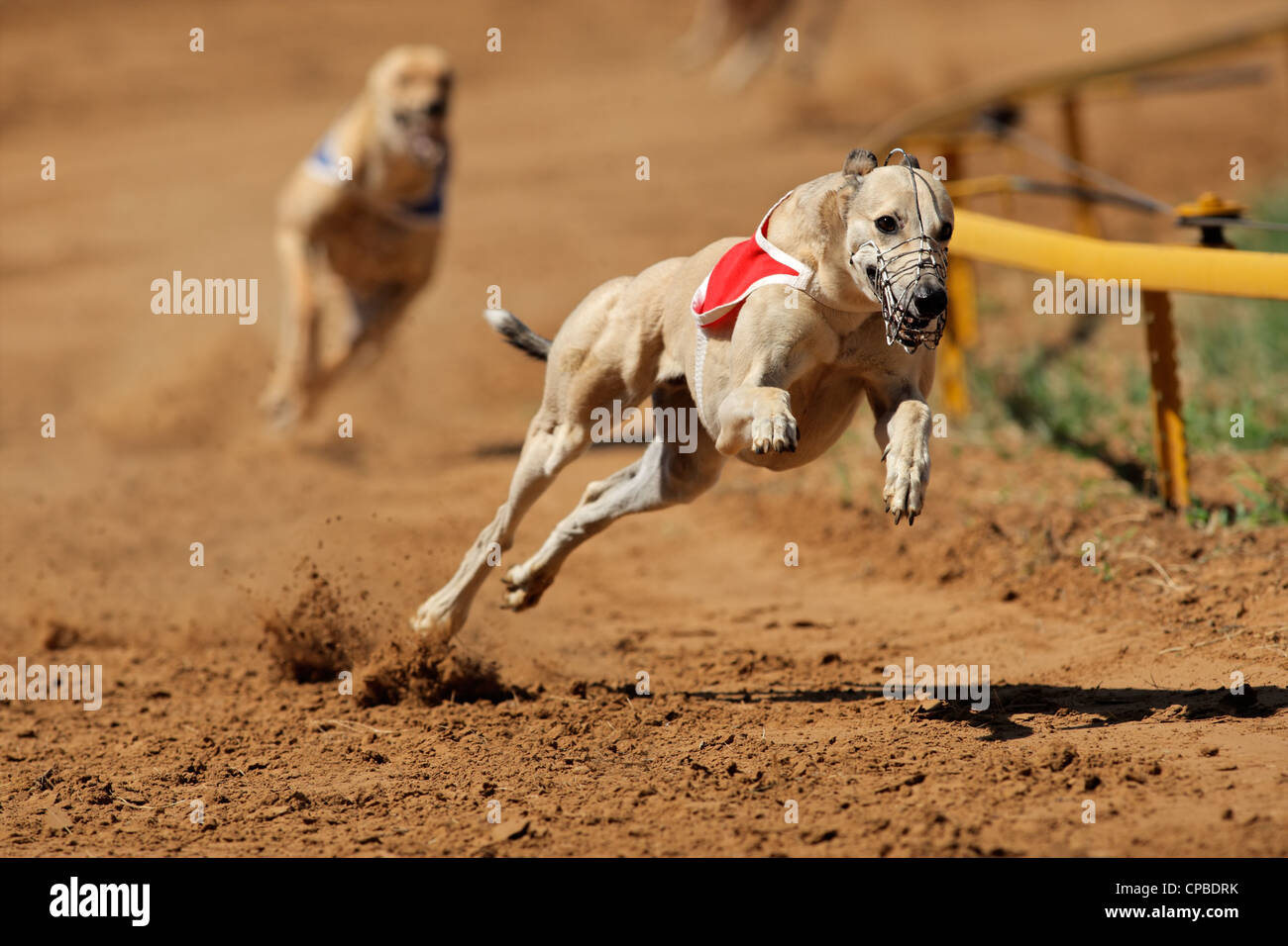 Greyhound Track Stock Photos & Greyhound Track Stock Images - Alamy